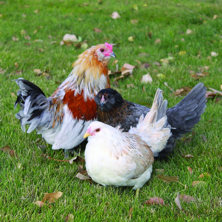 Silver Sebright Bantam