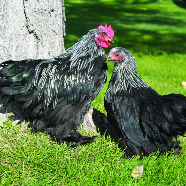 Birchen Cochin Bantam