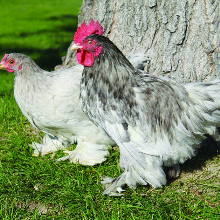 Silver Sebright Bantam