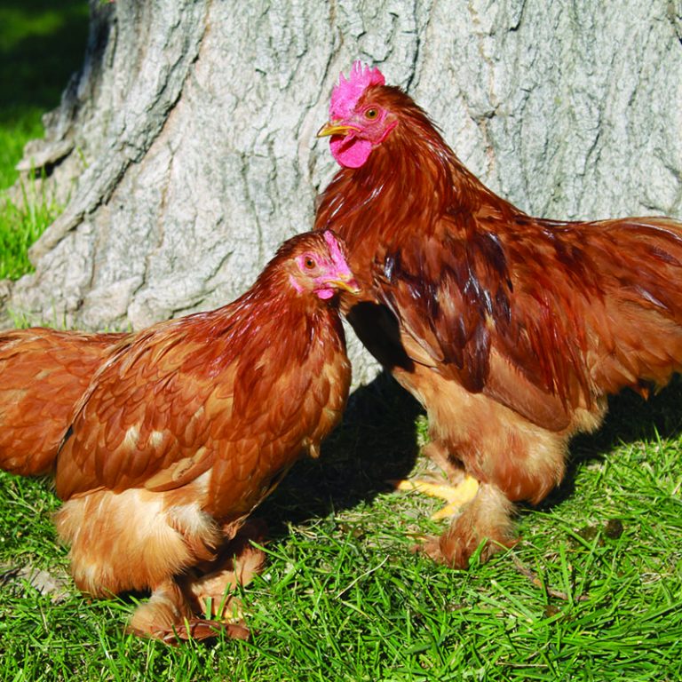 Mille Fleur Bantam