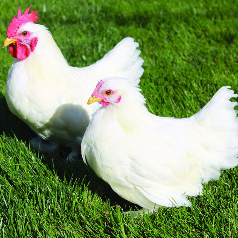 Silver Sebright Bantam