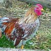 Blue Laced Red Wyandotte Bantam