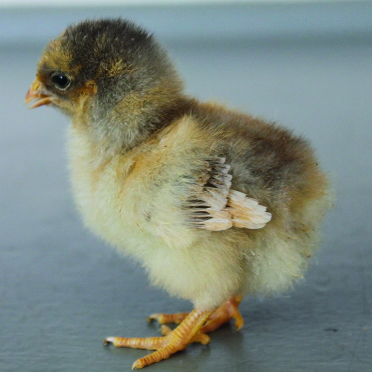 Blue Laced Red Wyandotte Bantam