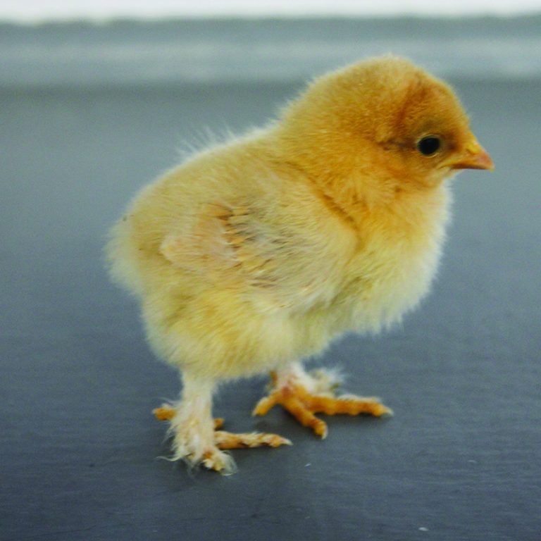 Buff Cochin Bantam