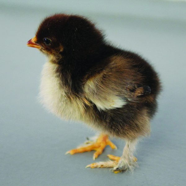 Golden Laced Cochin Bantam