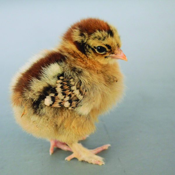 Partridge Cochin Bantam