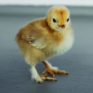 Red Cochin Bantam
