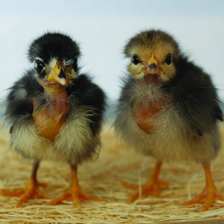 Turken Bantam