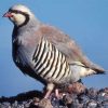 Chukar Partridge