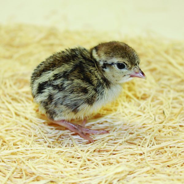 Chukar Partridge