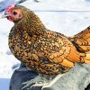 Golden Sebright Bantam