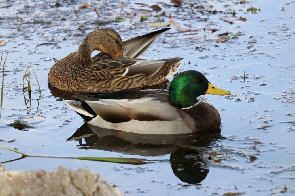 Mallard