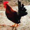 BB Red Old English Bantam