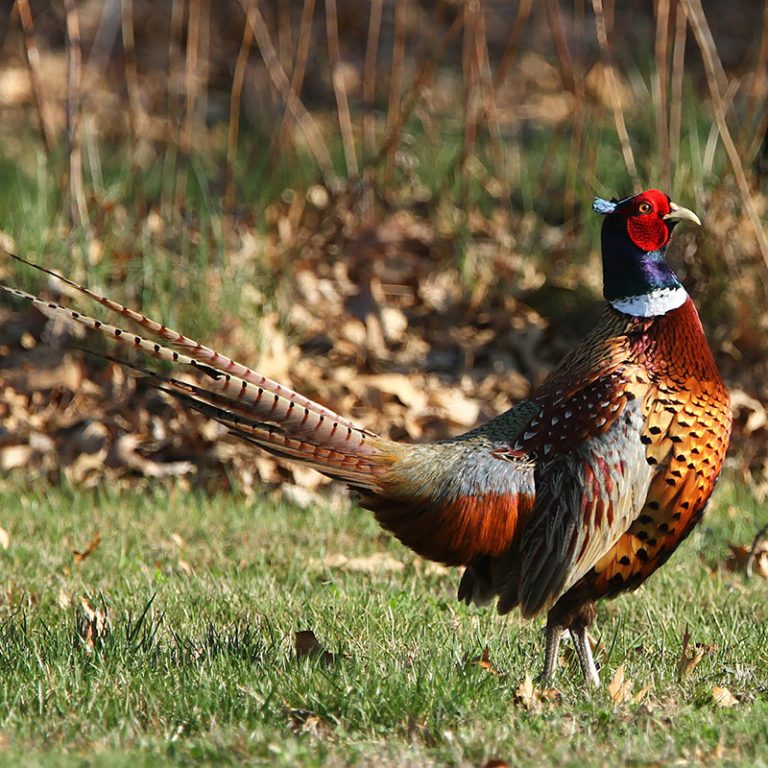 Ringneck Pheasant