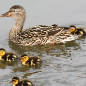 Mallard