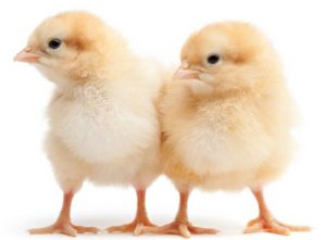 Poultry Hatchery | Live Chicks | Hatching Eggs | Caldwell