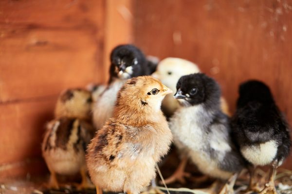 Raising Chicks | Chick Requirements | Bedding for Chicks