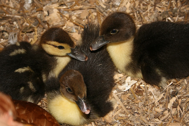 Raising Chicks | Chick Requirements | Bedding for Chicks