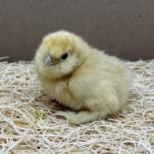 Buff Silkie Bantam