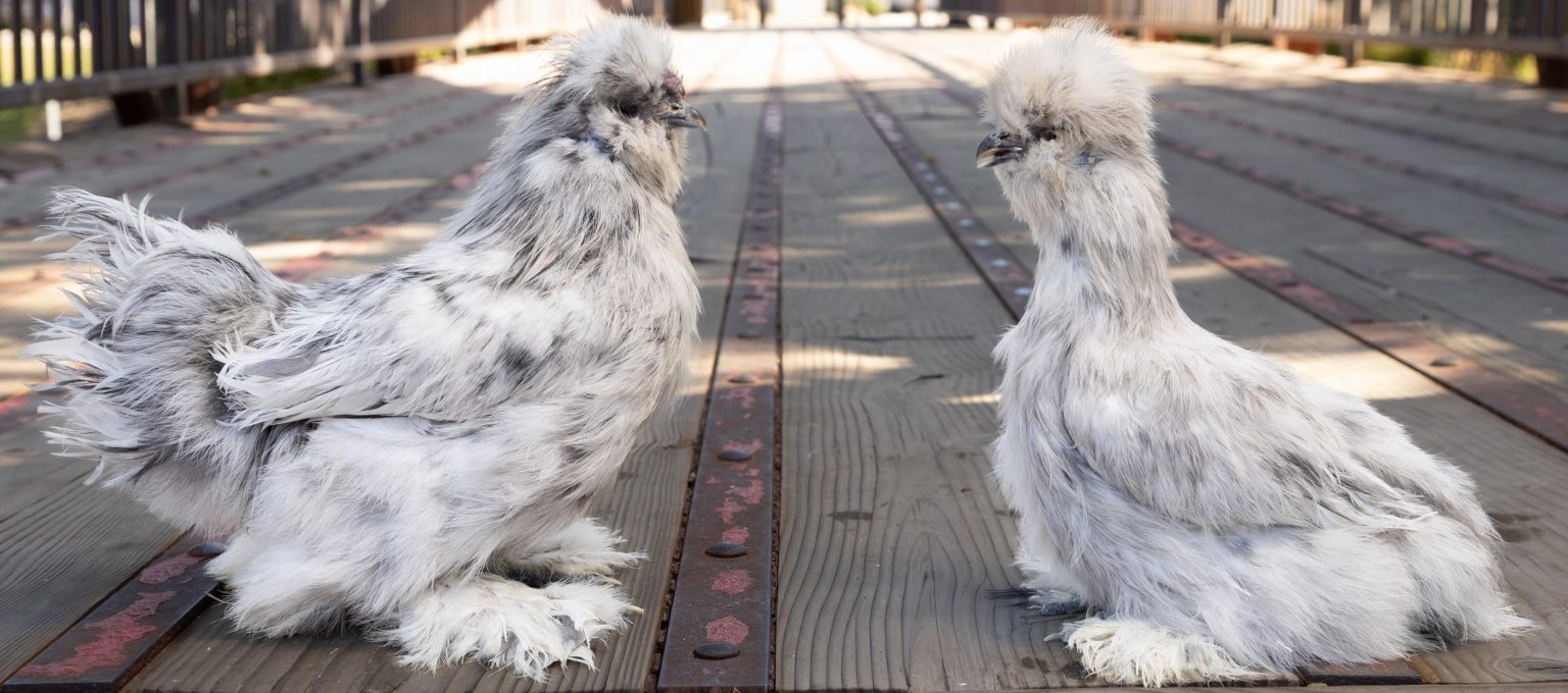 Splash Silkie Bantam